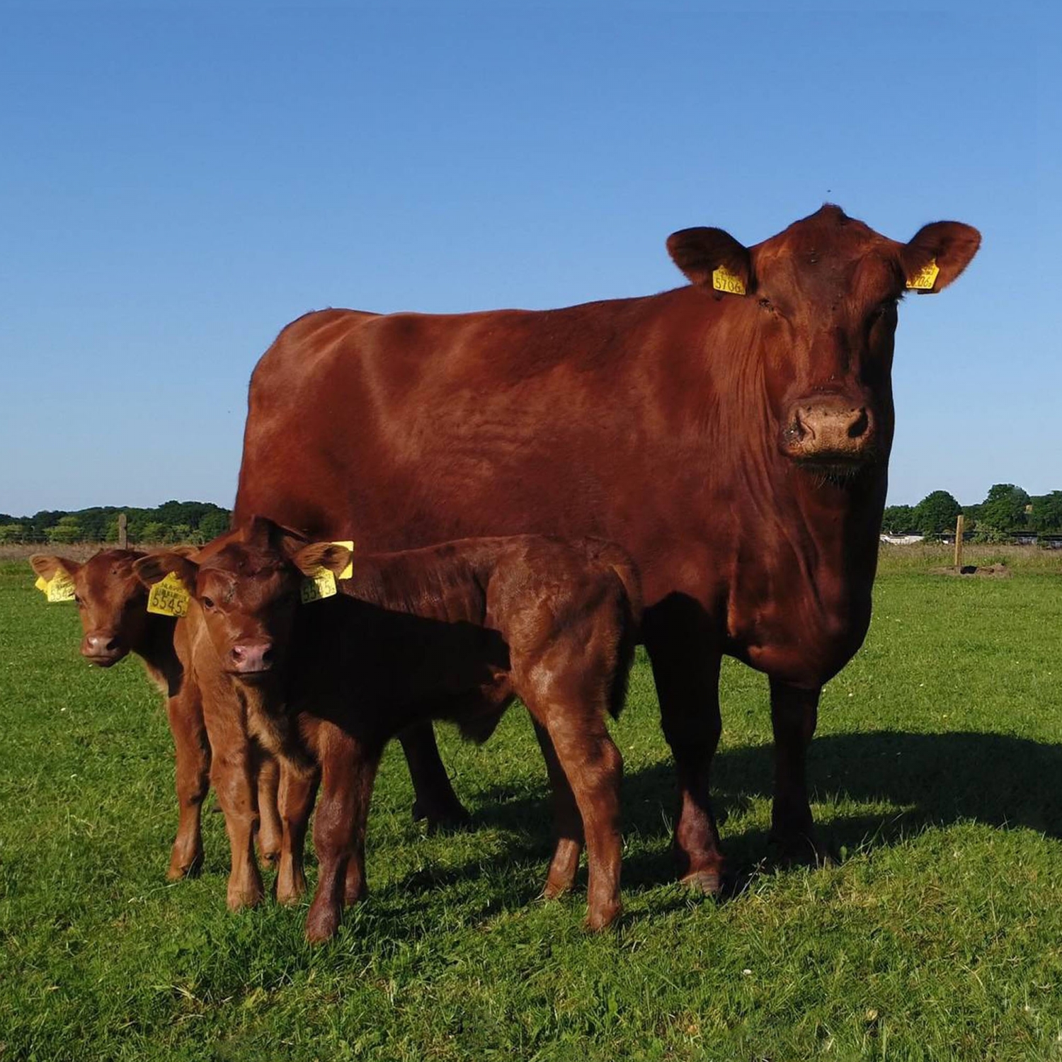 Beef – Proveta Nutrition Ltd.