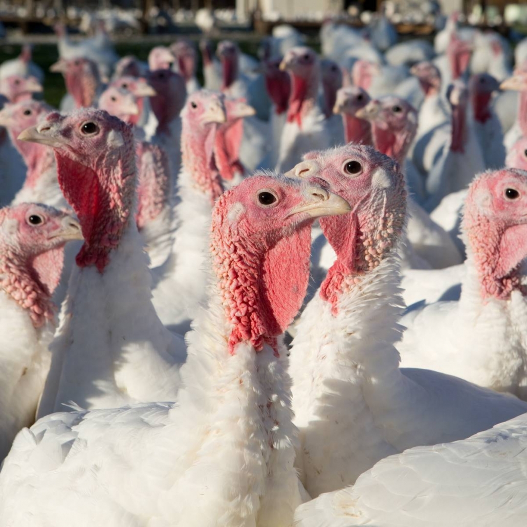 Poultry – Proveta Nutrition Ltd.